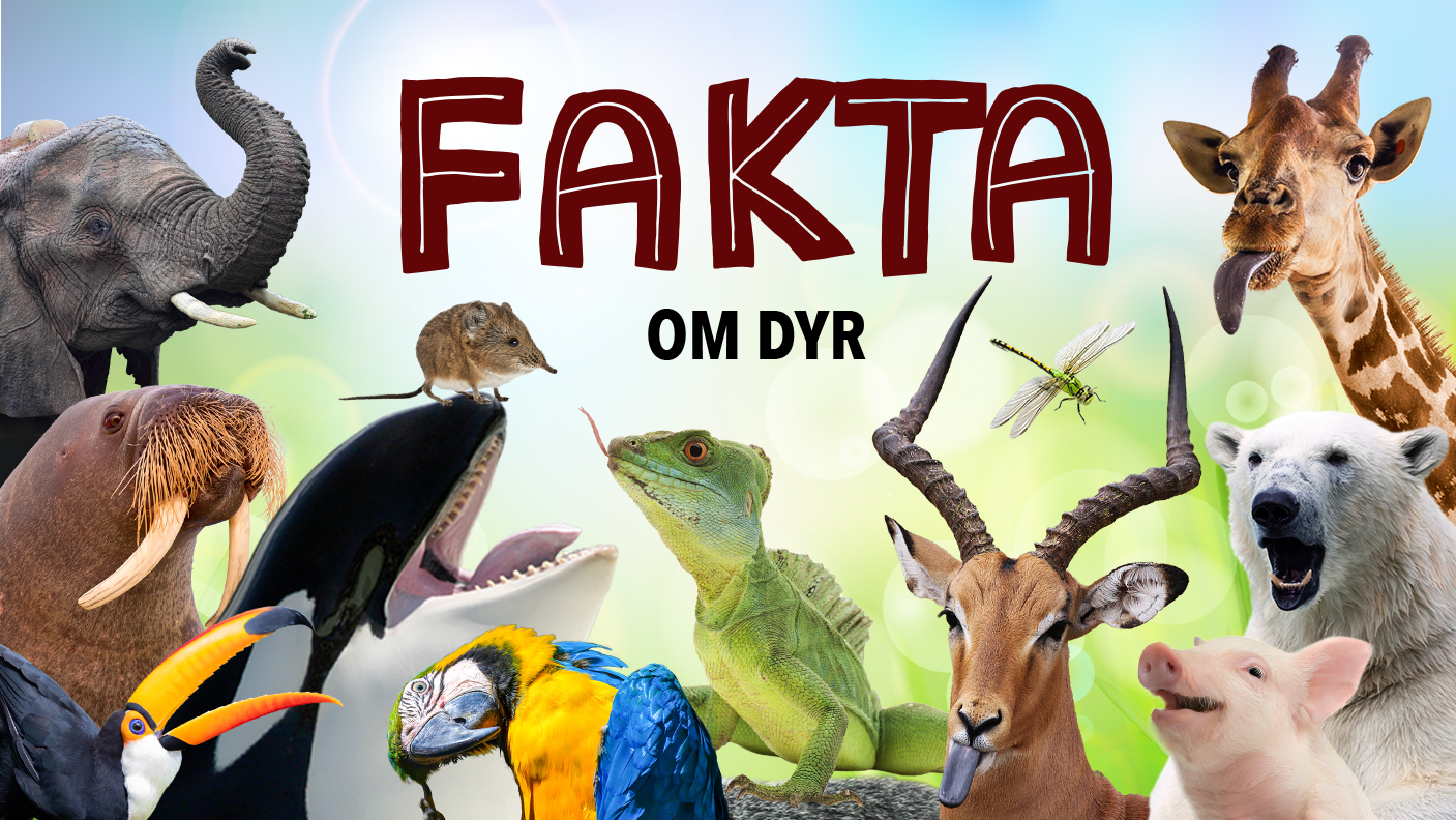 Lær om dyr - Læs om undervisningsaktiviteten her | Skolemælk